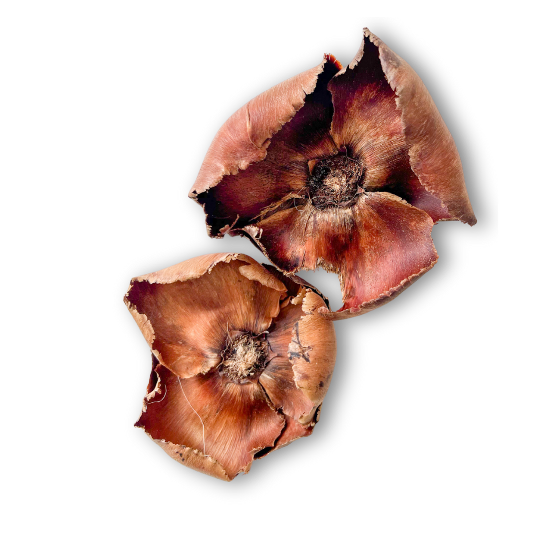 Palm Caps - Natural – Play with Elorias