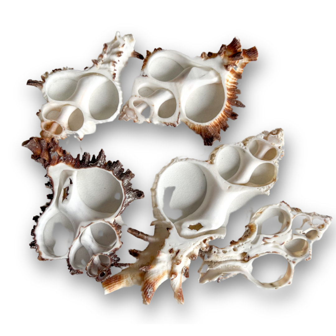 Shell Slices (Pack of 5) – Play with Elorias