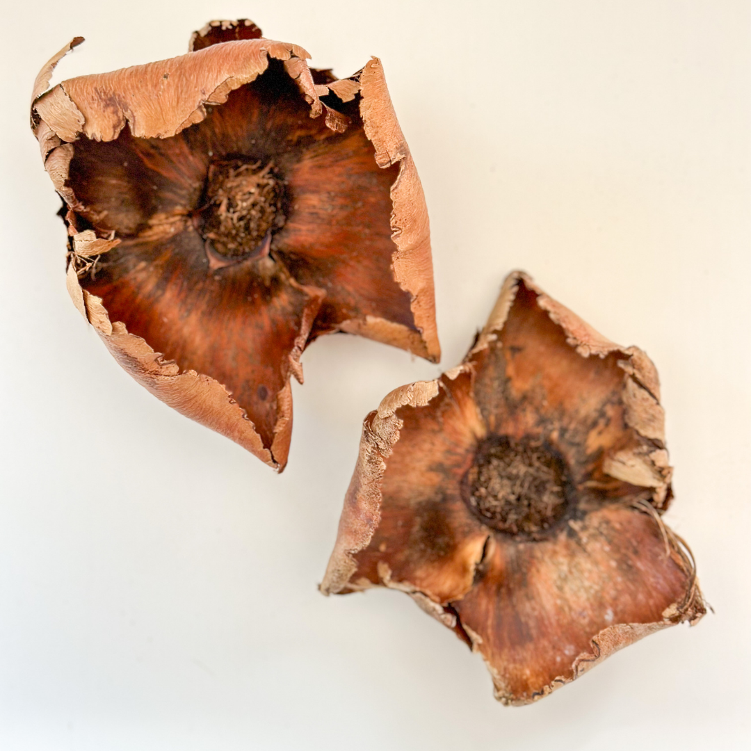 Palm Caps - Natural – Play with Elorias