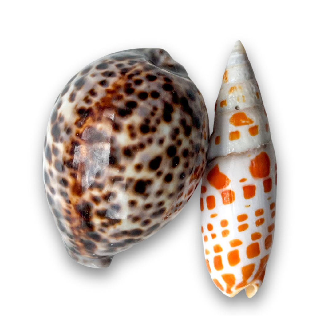 Kowok Shell & Junonia Shell – Play with Elorias