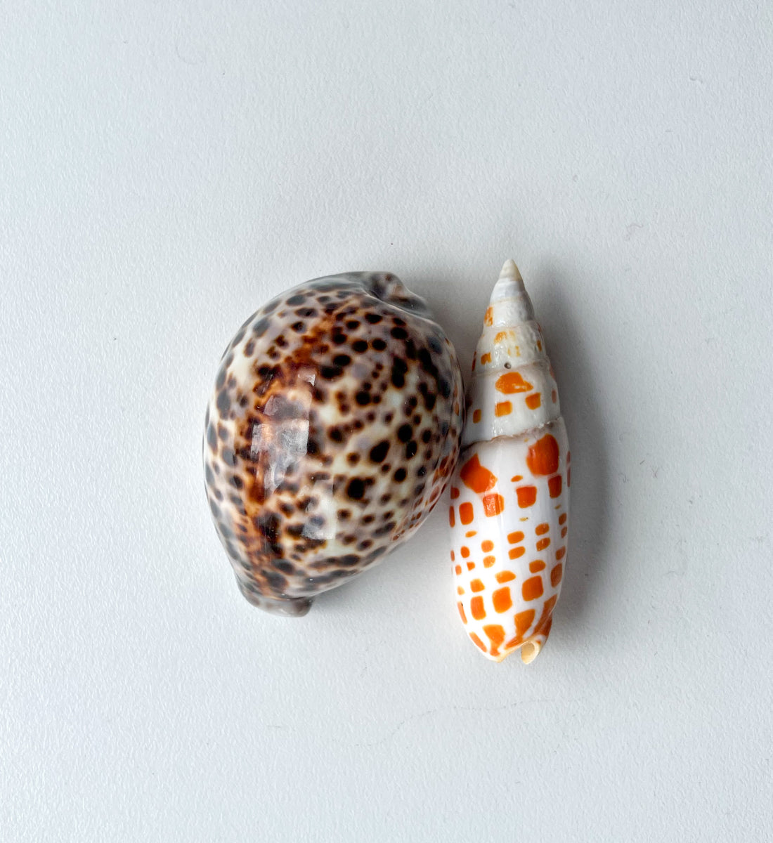Kowok Shell & Junonia Shell – Play with Elorias